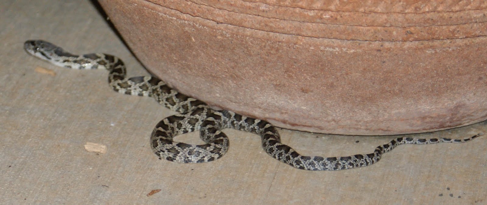 The Barefoot Gardener: Baby Snakes!