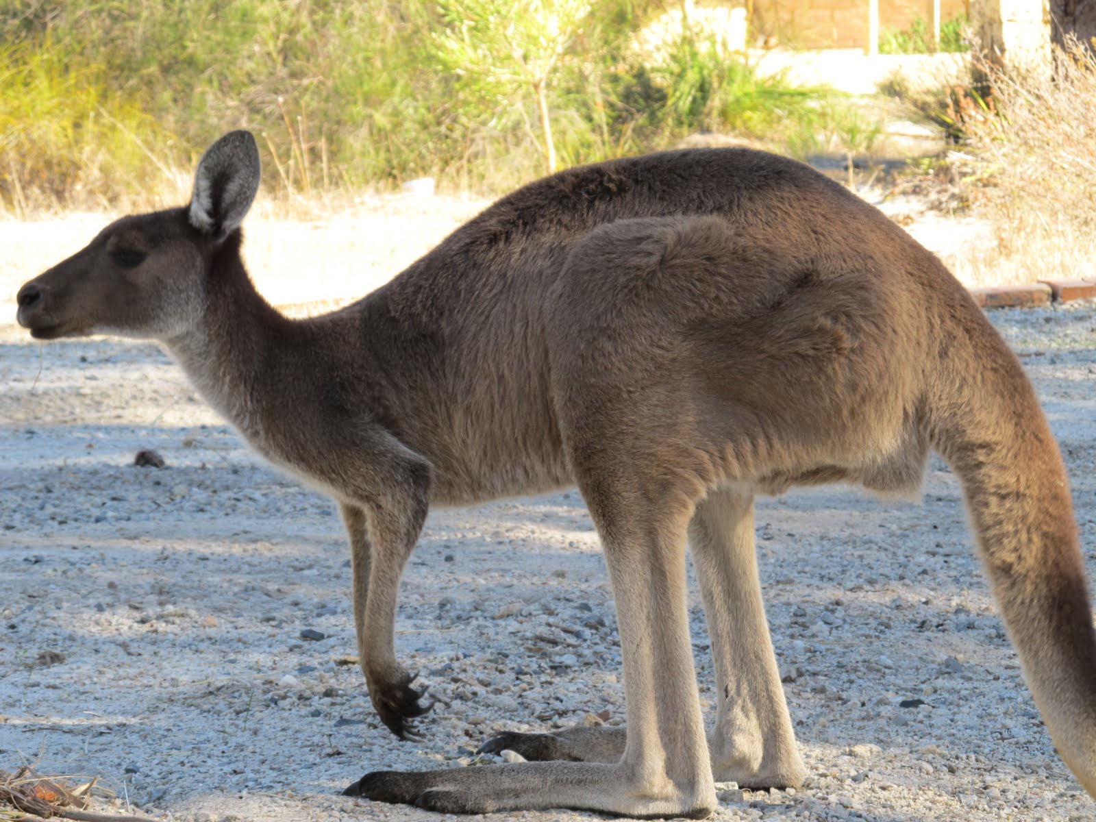 Skippy The Bush Kangaroo Complete - catchkonh