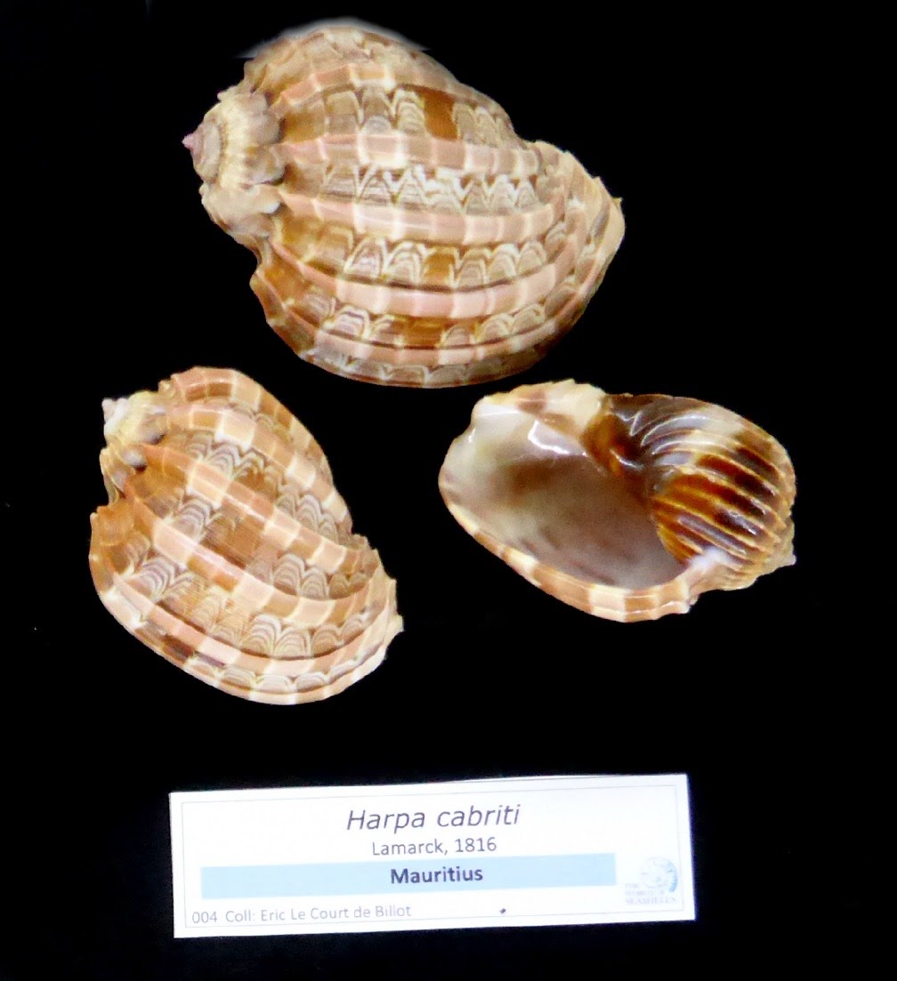 My Sweet Mauritius: THE WORLD OF SEASHELLS