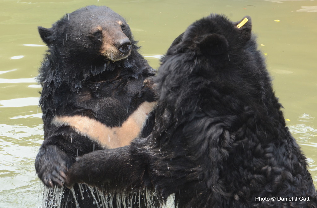 Catt-Trax 3: A Healthy Planet, A Healthy Future: Moon Bears ...