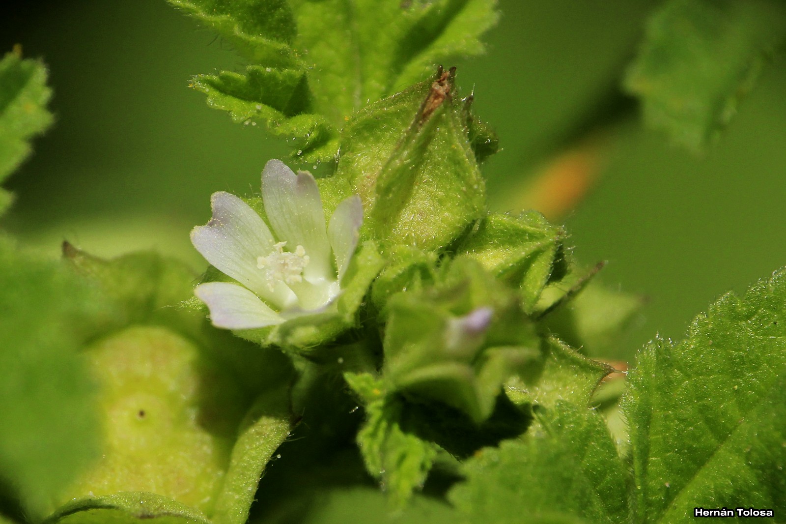 Flora Bonaerense: Malva (Malva parviflora)