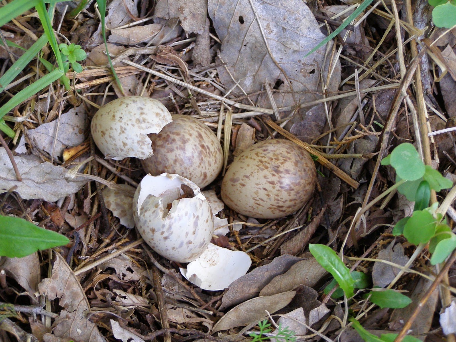 Blue Jay Eggs Hatching
