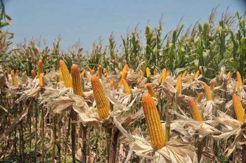 Jenis - Jenis Jagung Yang Ada Di Indonesia Yang Layak Di Budidayakan ...