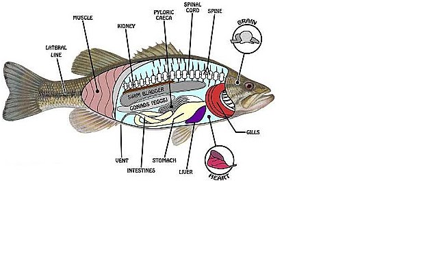WAHANA MEMBACA: Alat Pencernaan Ikan
