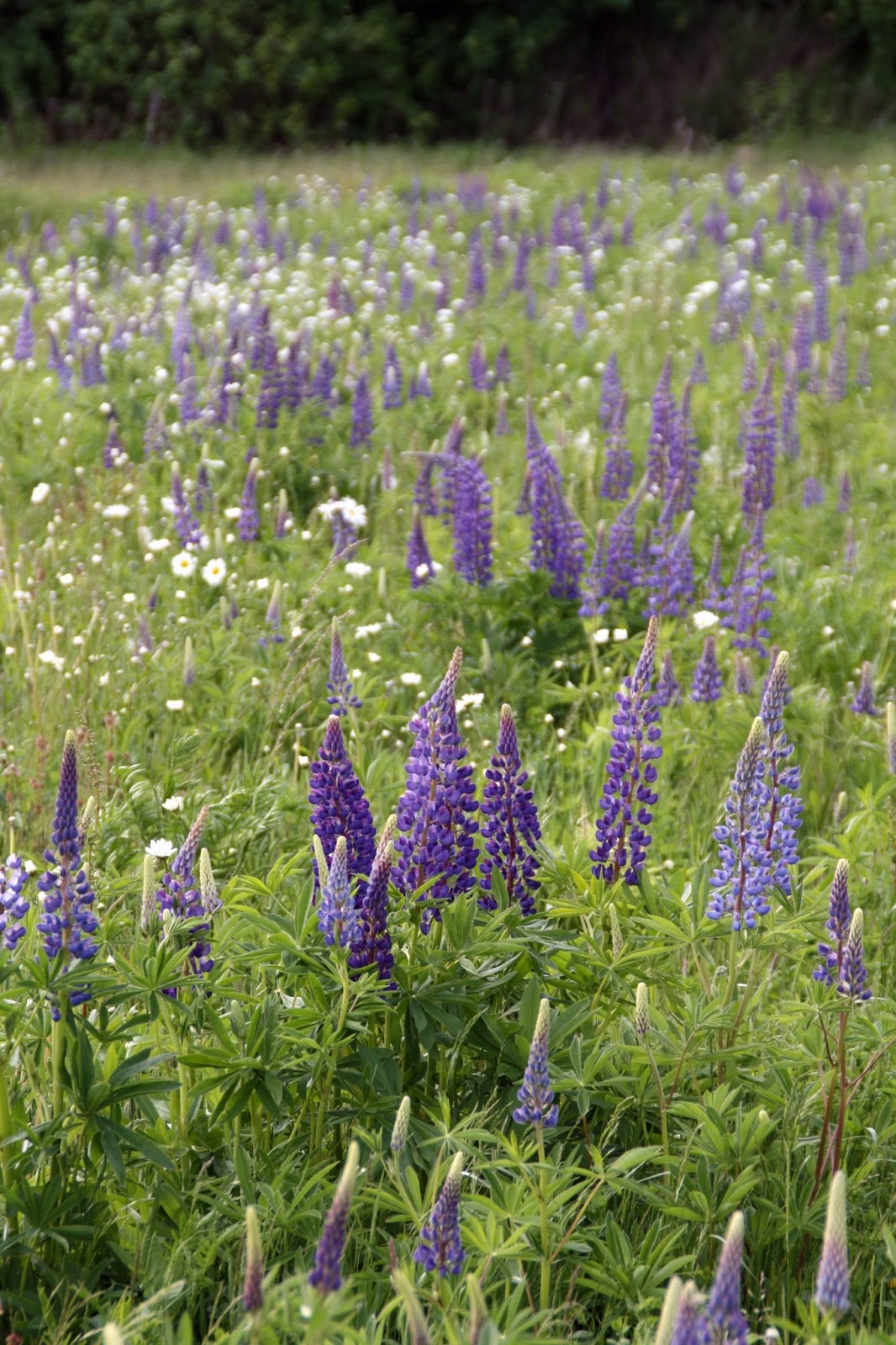 Frøken Solhat: Når en Lupinmark.......