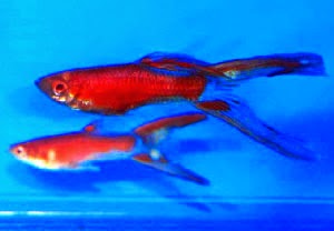 Fresh Water Fish Keeping: Guppy Fish