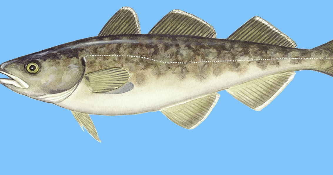 Dalmatinska gastronomija by Bob Smith: Bakalar