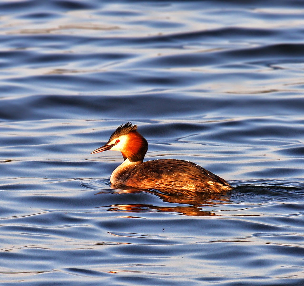 HOODED GREBE photos - wallpapers | the fun bank
