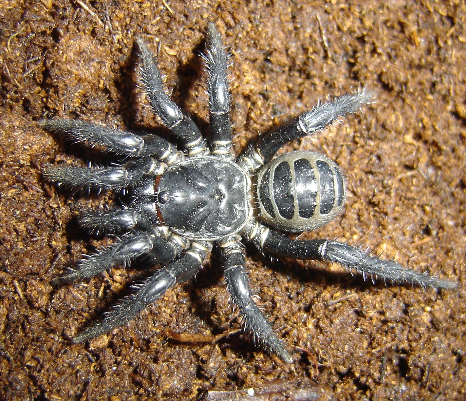 KEANEKA RAGAMAN JENIS LABA - LABA | JDSK