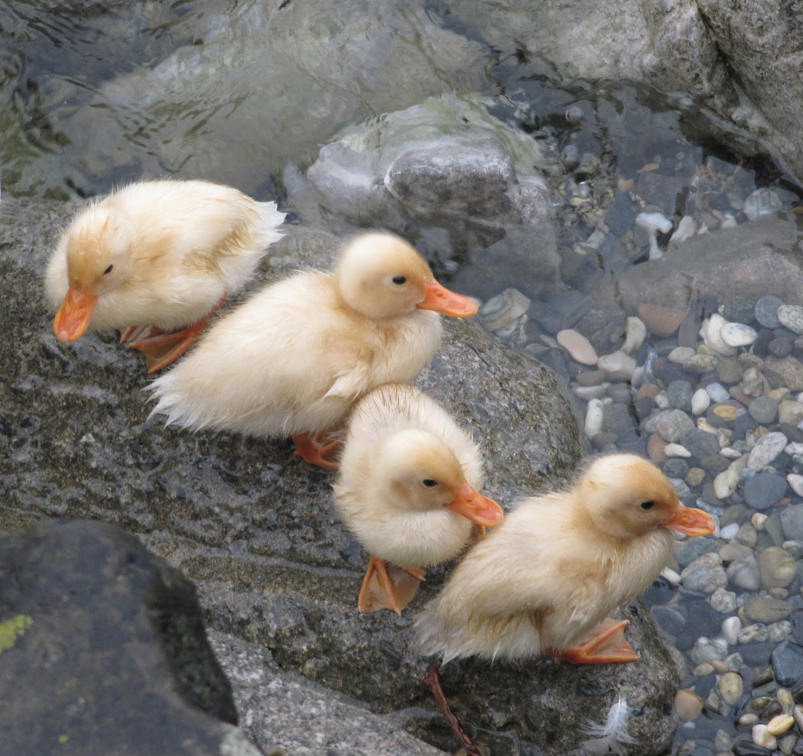 Qu'en pensez vous ?: 4 canetons jaunes - photo gratuite et libre de droit