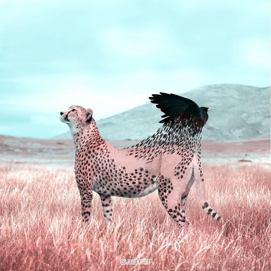 Photoshopped Animals