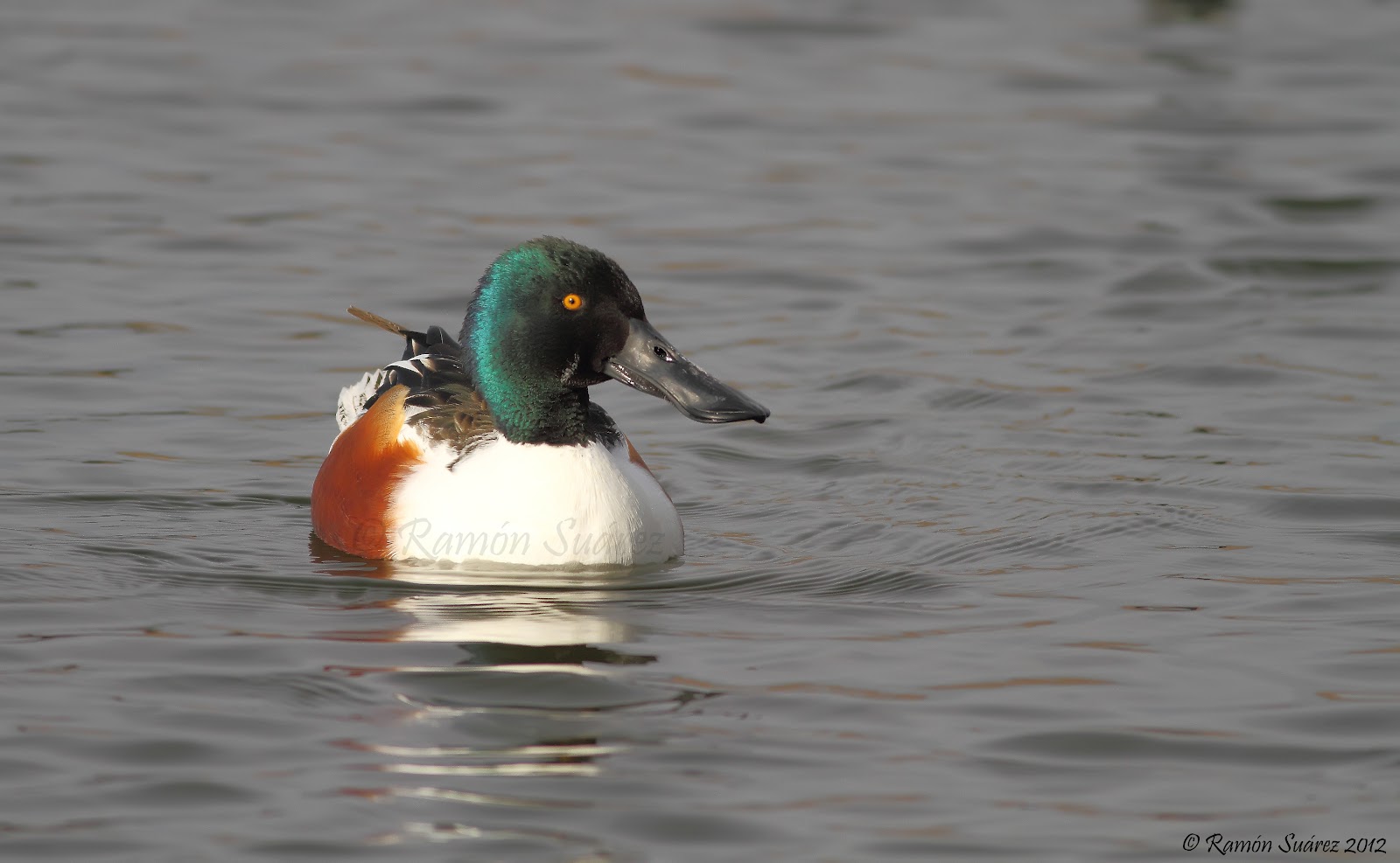 AVES Y ESTRELLAS: Pato cuchara común (Anas clypeata)