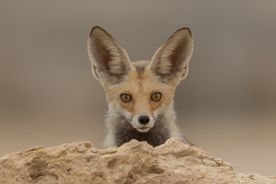 Birds of Saudi Arabia: Red Fox probably originated in the Middle East