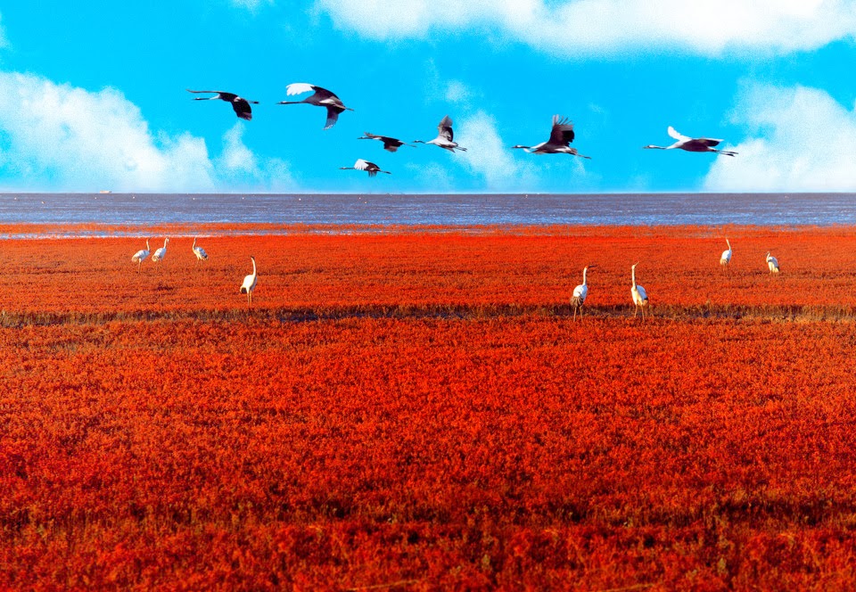 Panjin city,China | Best Wallpaper Views