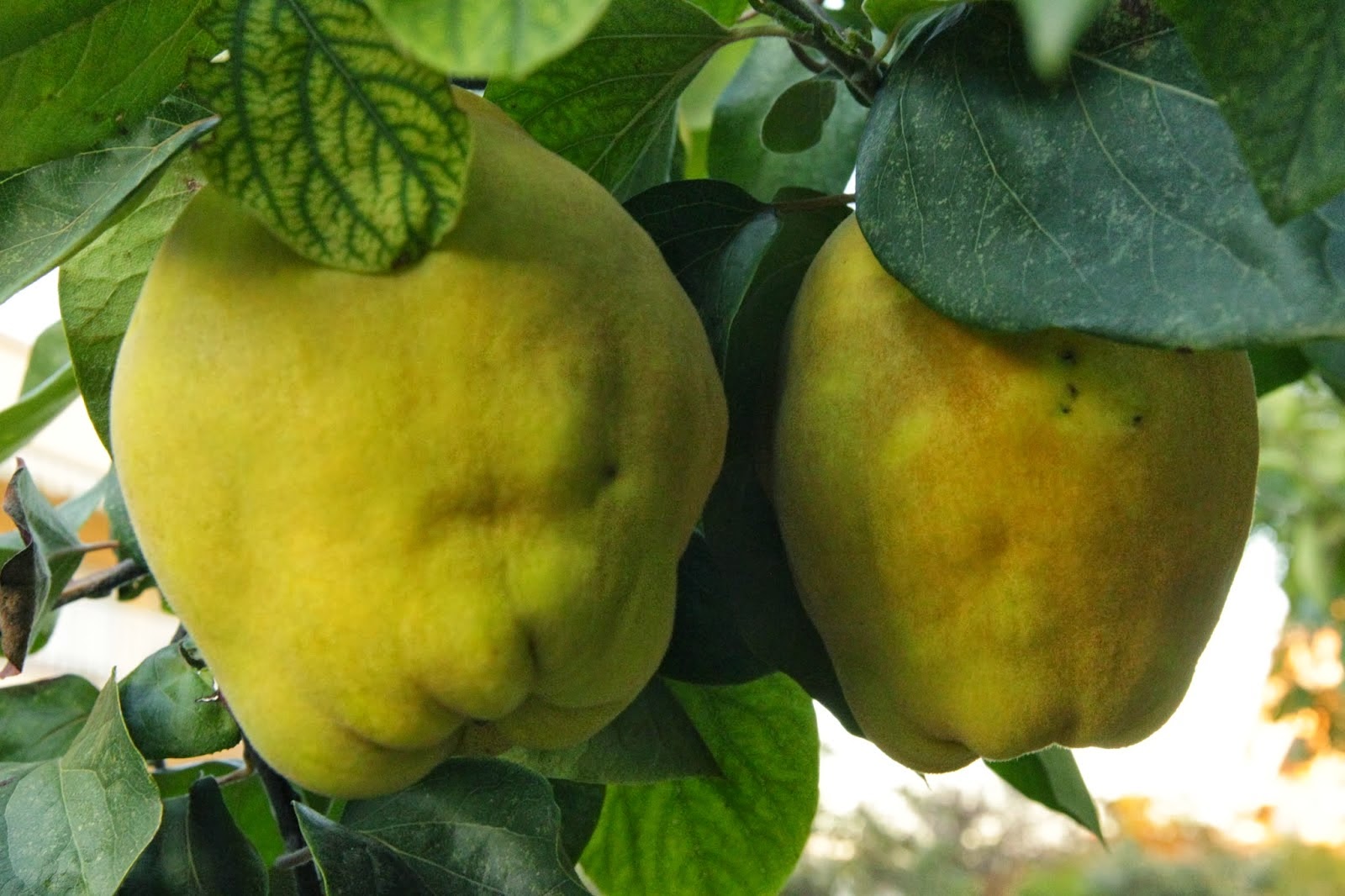 El bloc de les piles: COCA DE CODONY