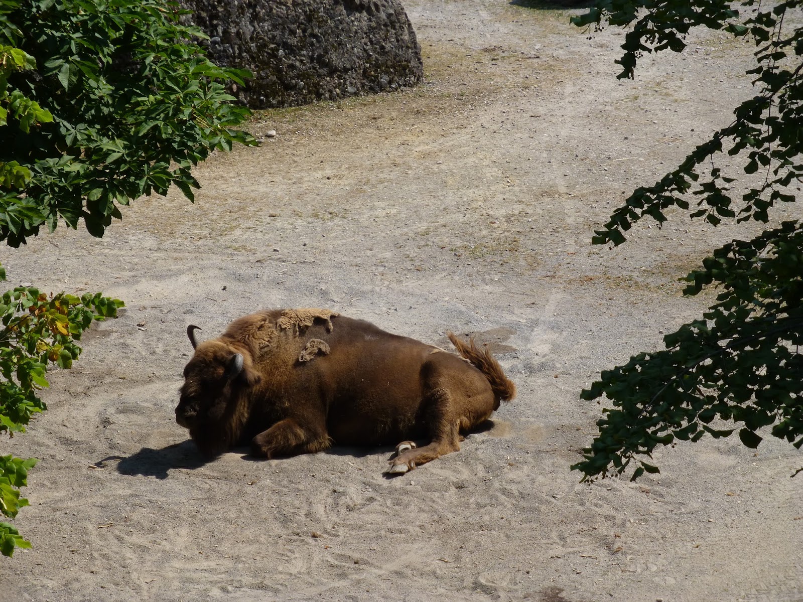Scottish Girl in Zurich: Arth- Goldau Animal Park