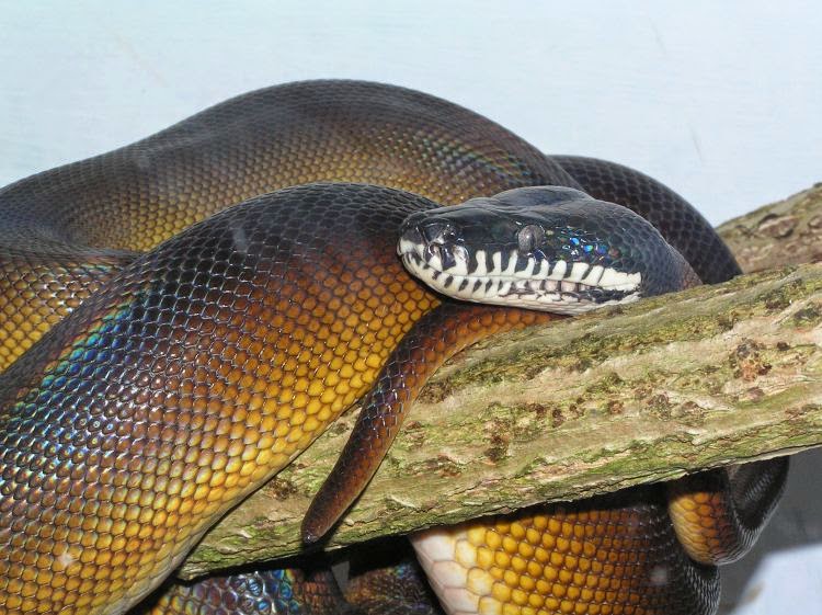 Pitón de labios blancos (Leiopython albertisii)