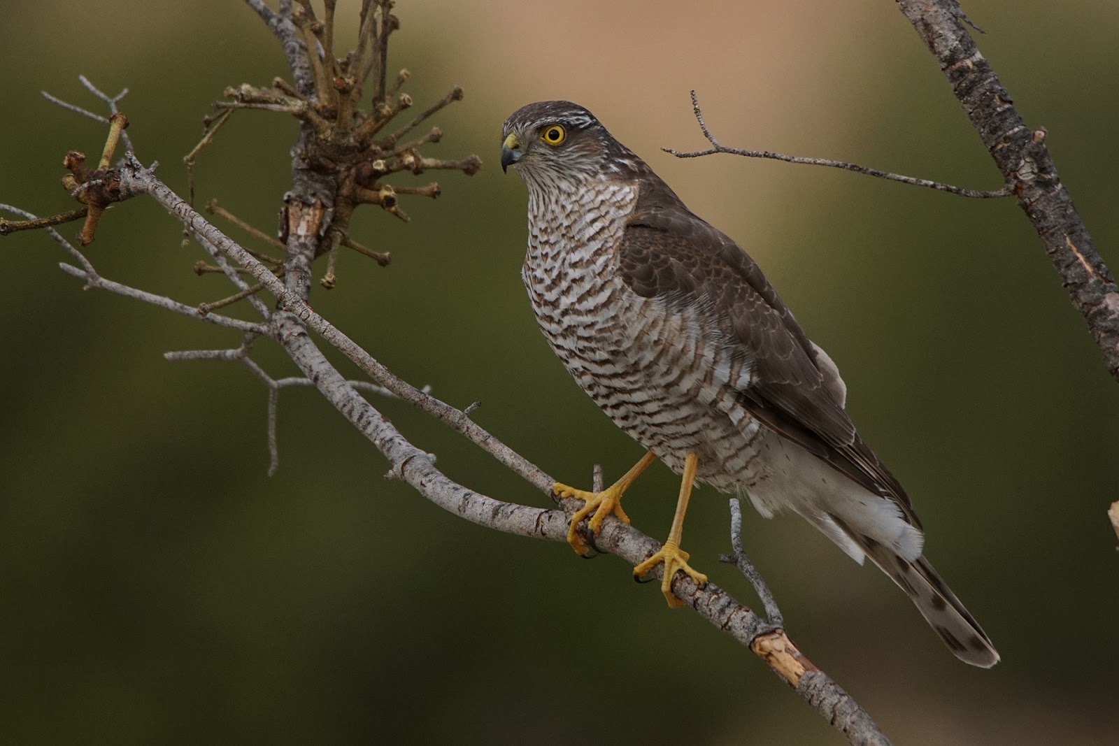 Pasión por las aves: Gavilán común.(Accipiter nisus)