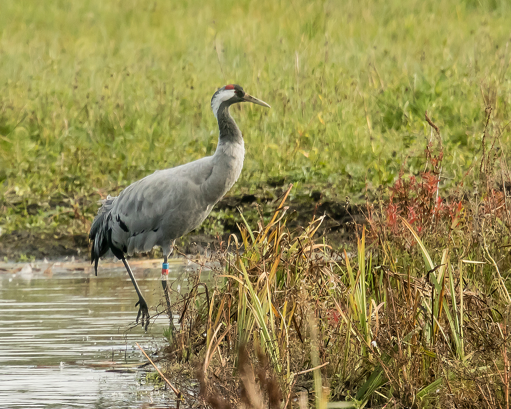 CAMBRIDGESHIRE BIRD CLUB GALLERY: Common Crane