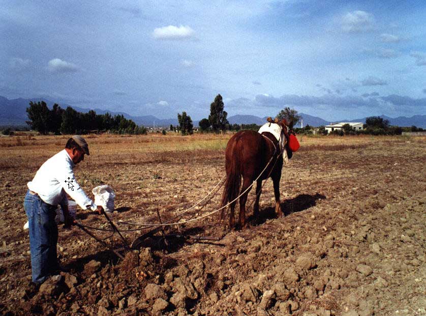 Sembrar antes de cosechar.