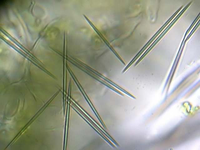 le dimanche indo-européen: Mmmh, enveloppante, cette rhapsodie...