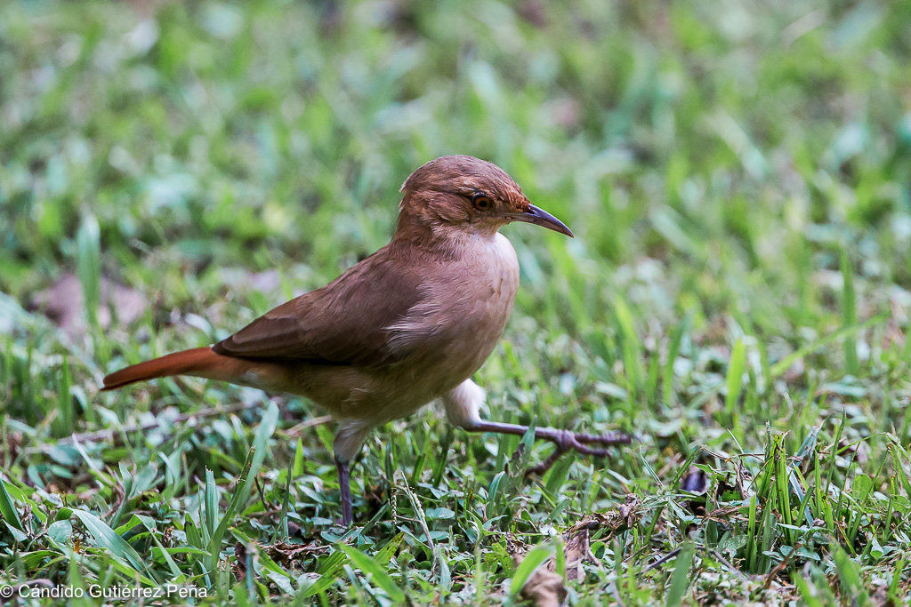 HORNERO COMUN - Furnarius Rufus | Observatorio de la Naturaleza