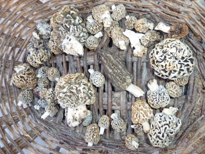 Entre boscos i muntanyes, fusió amb la natura: LA MÚRGULA, EL BOLET PREUAT