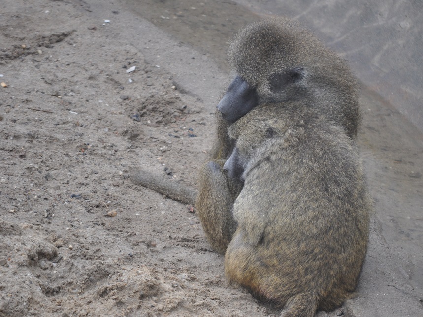 ZOOTOGRAFIANDO (6.100 ANIMALS): PAPIÓN AMARILLO / YELLOW BABOON (Papio ...