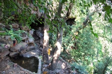 Kardali Van: Photo Album 4 - Kardalvanam - Forest