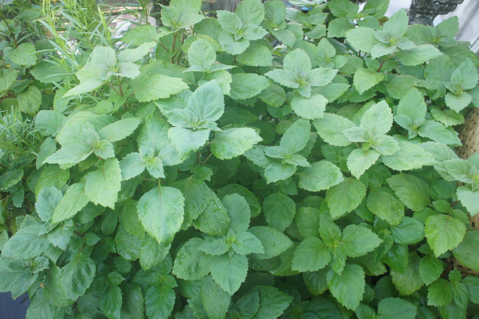 Awesome Bulusan!: Kadlum is the high-end Patchouli