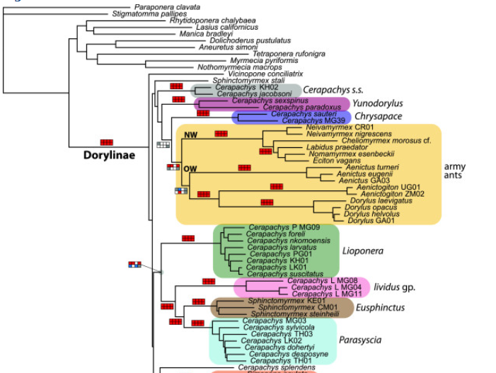 antbase: Nomenclaturial (In-)Consistency in Higher Classification of Ants