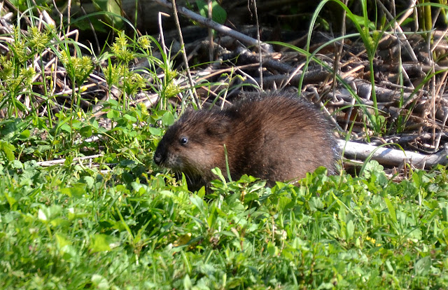 Woods Walks and Wildlife: August 2012