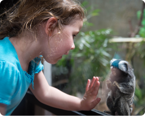 Crafty Cucumber: The Zoo