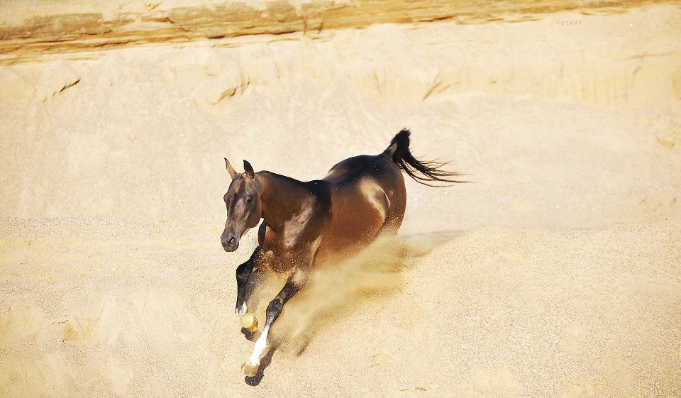 Mayfield Magic Studio and Farm: Dagat-Geli