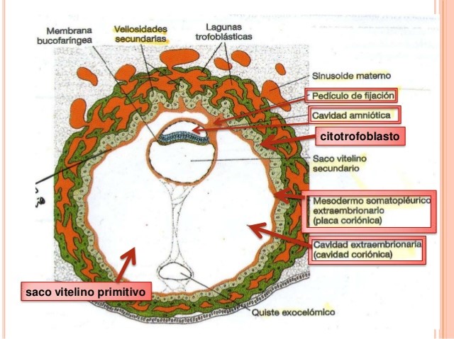 Histo- Embriología: N°3 DESARROLO EMBRIONARIO Y FETAL, FOMACIÓN DEL ...