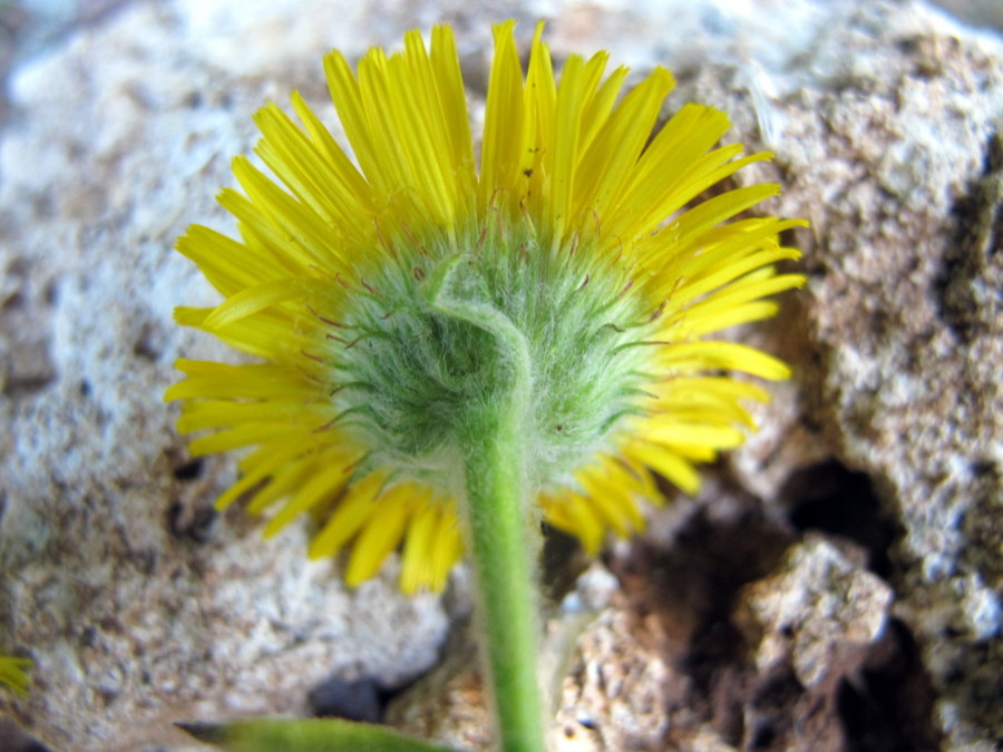 FLORA NEL SALENTO e.. anche altrove: Pulicaria odora (L.) Rchb ...
