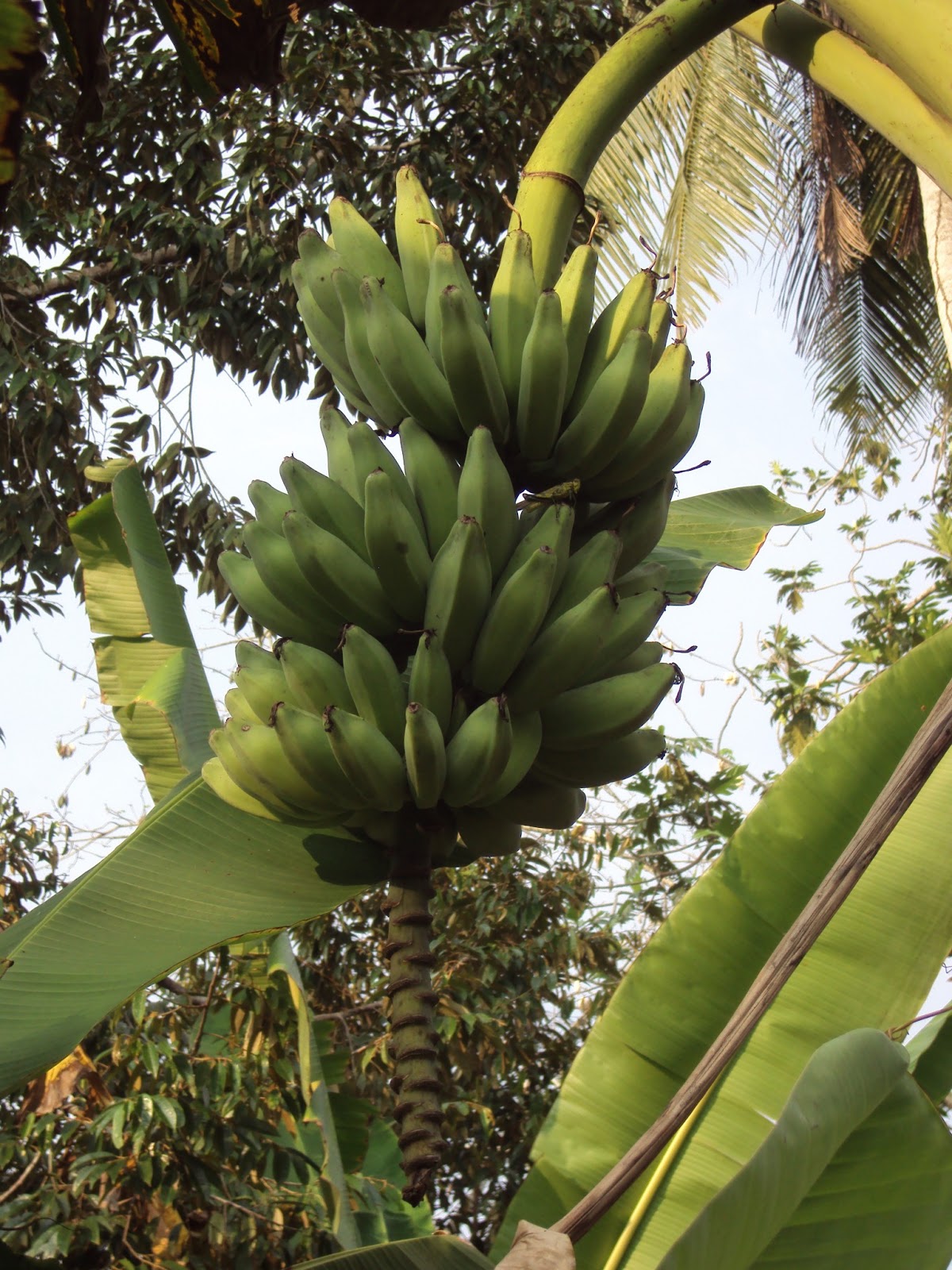 Hang Kebun: PELBAGAI JENIS PISANG
