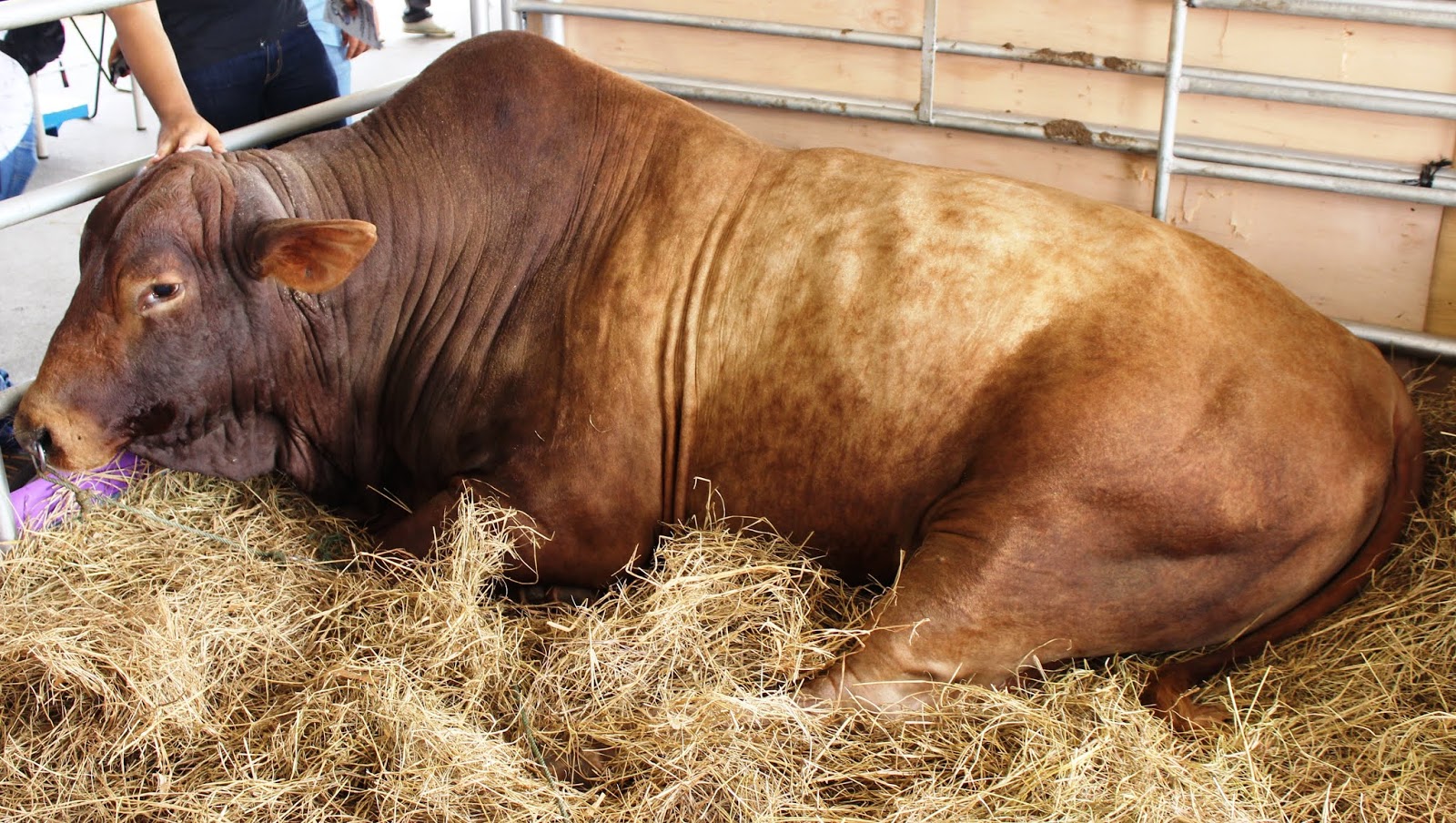 Atuk: MAHA 2018: LEMBU