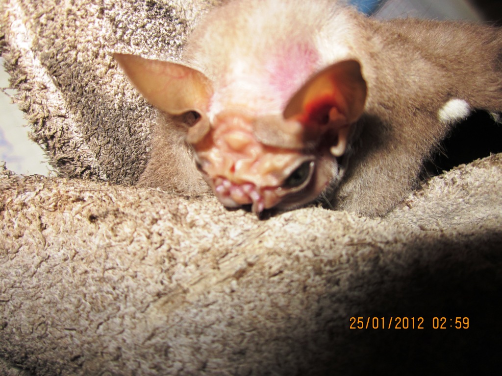 Laguna de Apoyo, Nicaragua: Bat monitoring in Laguna de Apoyo Nature ...