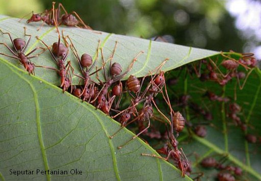 Kenali Semut Rangrang Si Penghasil Kroto Penjelasannya Lengkap ...