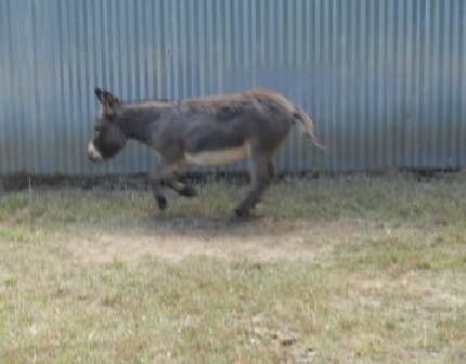 Margs Animals: Donkey Games