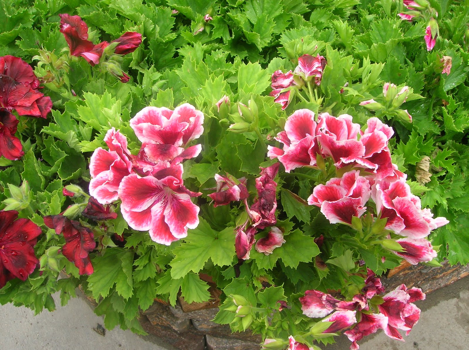 Yahaira's Virtual Plant Collection: Regal Geranium (Martha Wahington ...