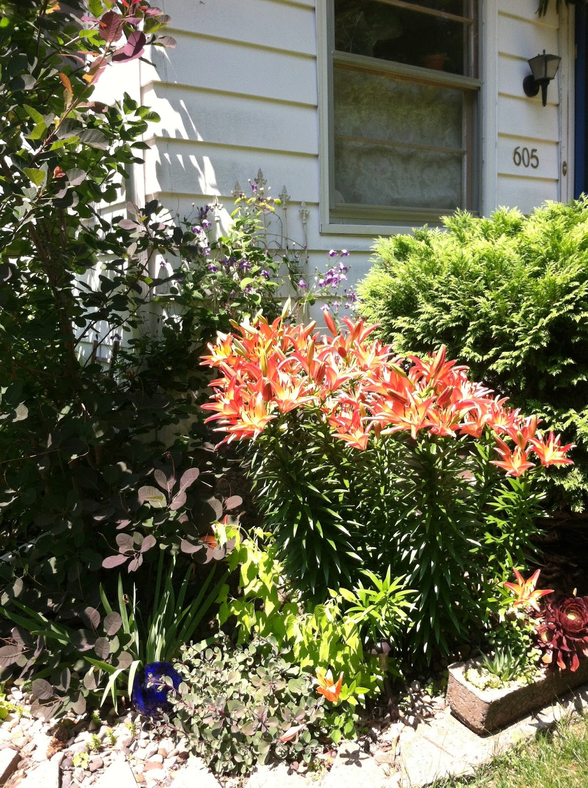 I Love My Garden: Reminiscing on Last Summer