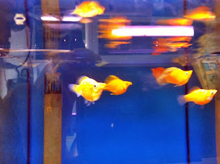 Mengenal Ikan Molly Balon - Akuarium Ikan Hias