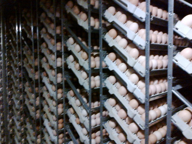 BOLONE 31: PENGERTIAN MESIN SETTER / INCUBATOR SINGLE STAGE DAN MULTY STAGE