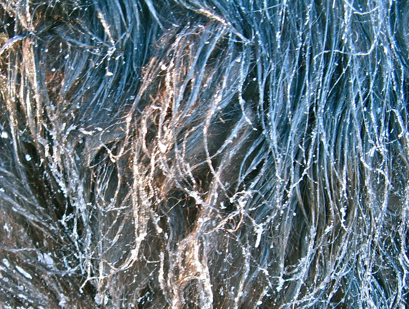 Polar Bear Fur Microscope