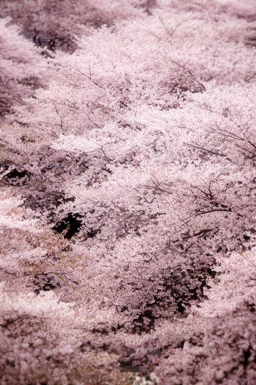 the cinderella project: because every girl deserves a happily ever ...