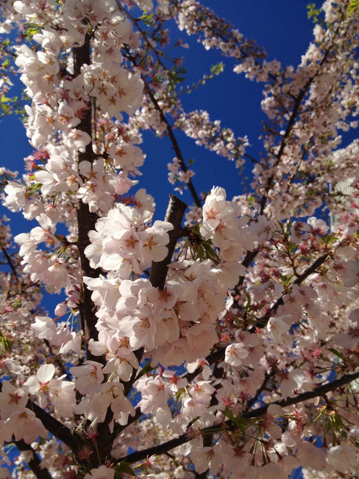 PHILLY TREES: PHILLY FLOWER CHATTER