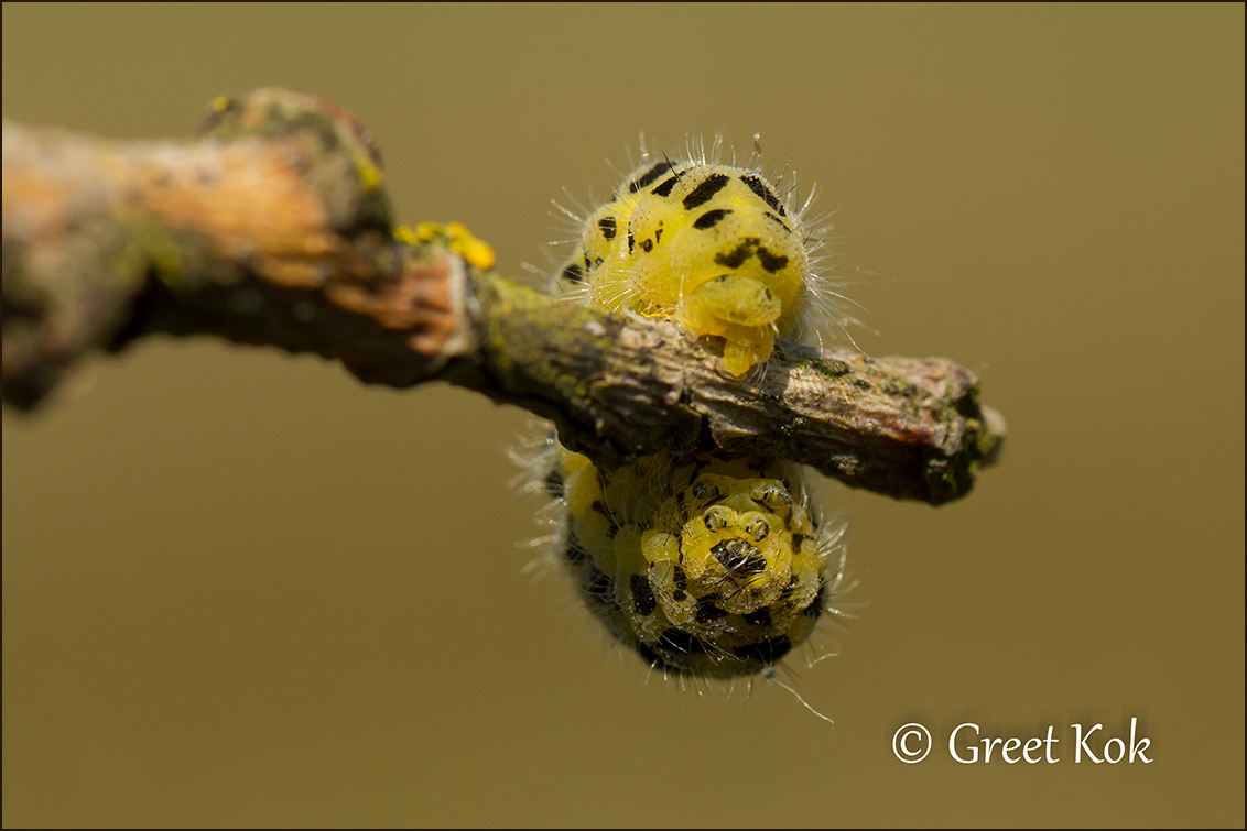 Foto`s van Greet: Zonnedauw, Rupsje en Vossenbekkie`s