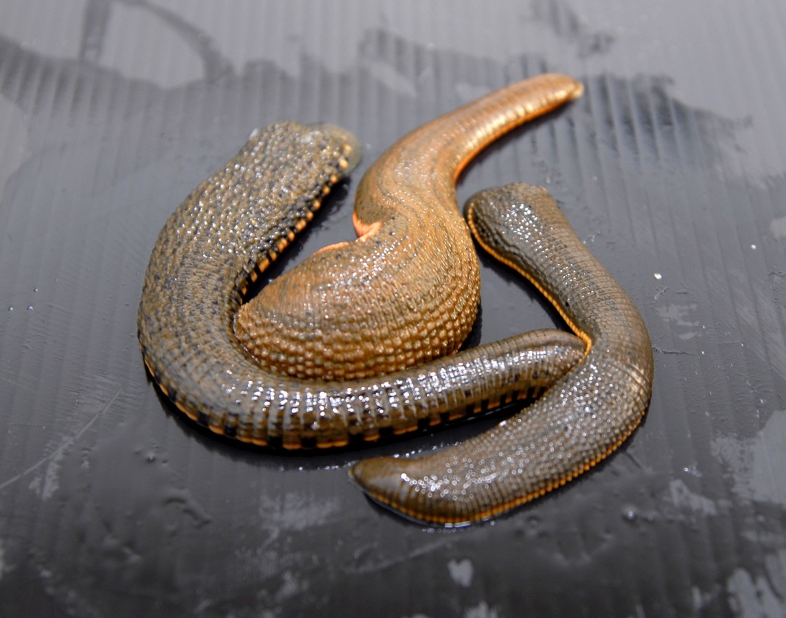 Leeches